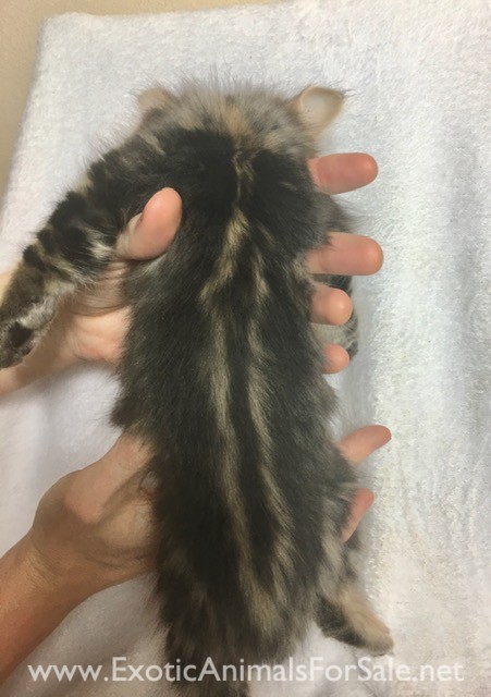 Beautiful Cashmere Bengal kittens available as pets for Sale