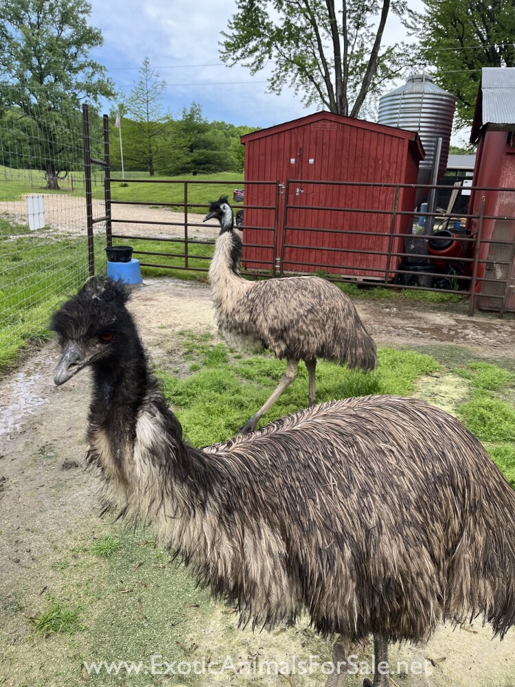 Emu chicks for Sale