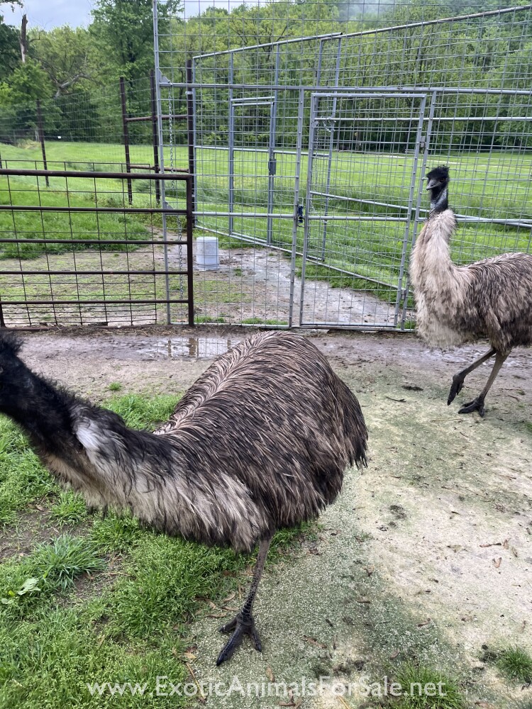 Emu chicks for Sale