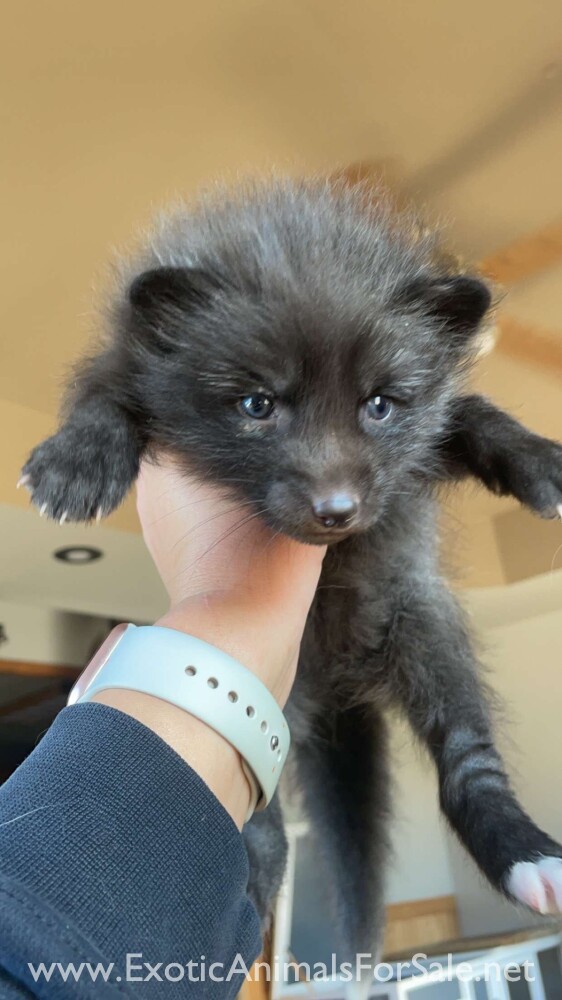 Russian Silver Fox kits for Sale