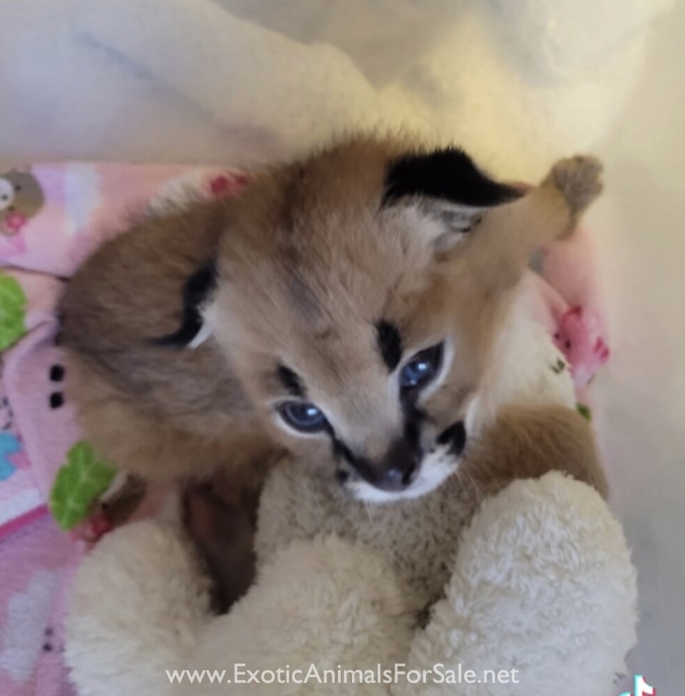 Baby caracals for Sale