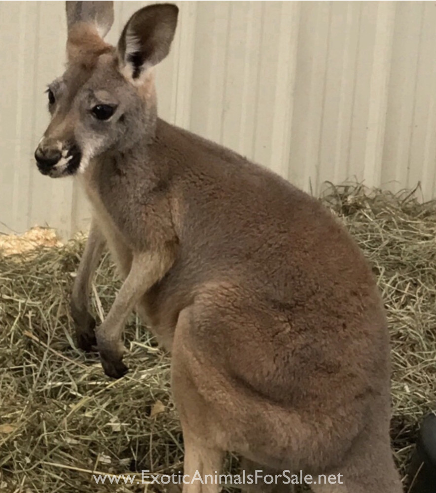 Female Red Kangaroos … for Sale