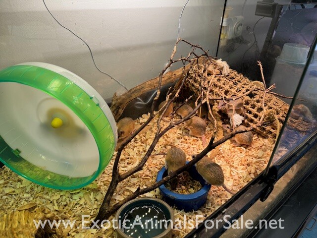 Egyptian Spiny Mice Colony (Free) for Sale
