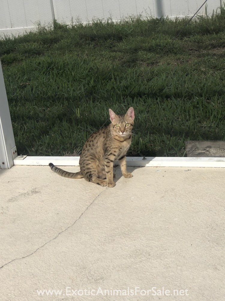 Female Savannah for Sale