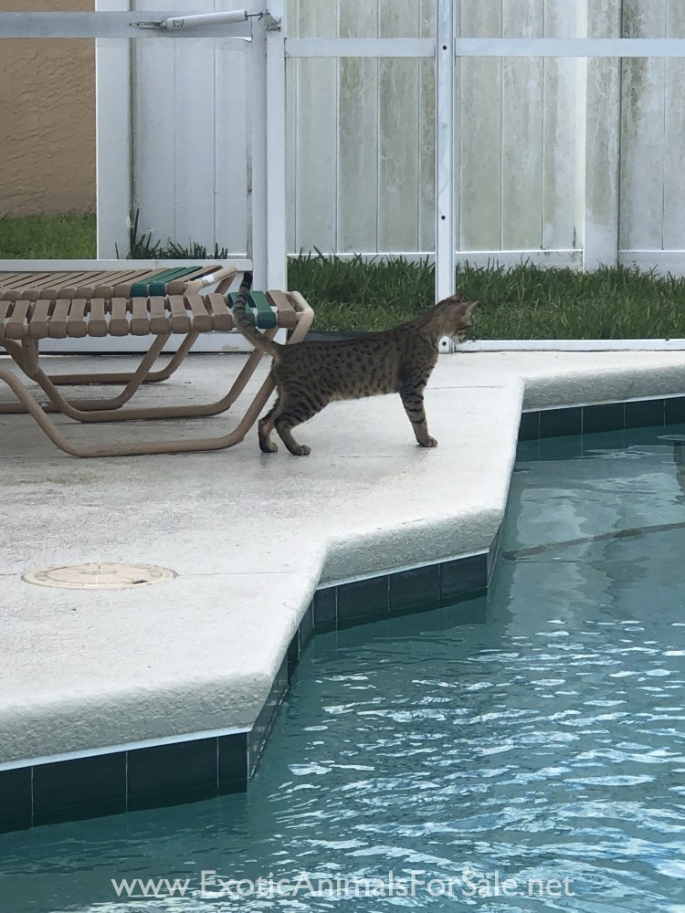 Female Savannah for Sale