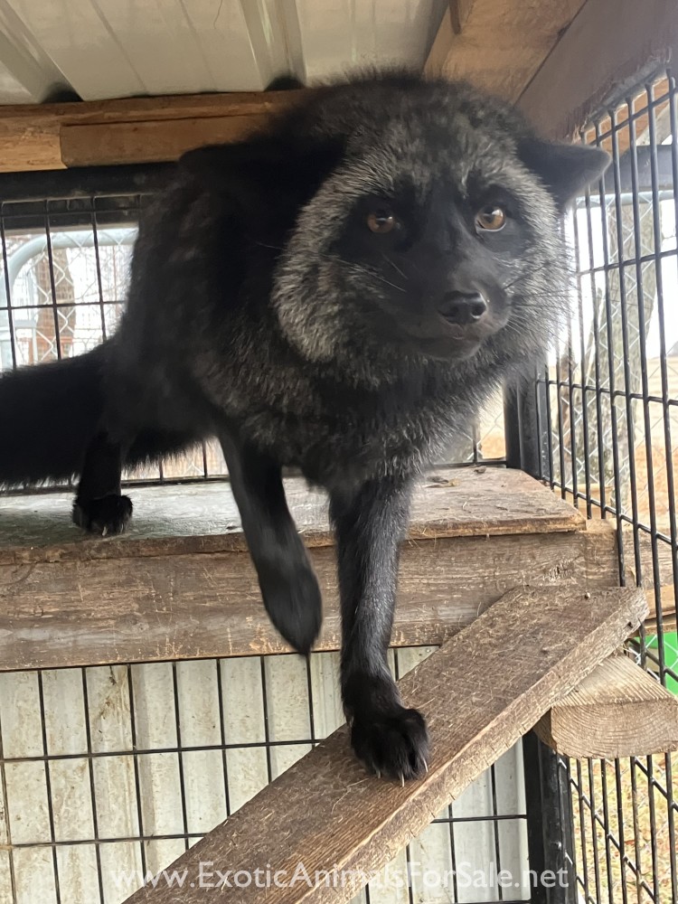 Silver Fox for Sale