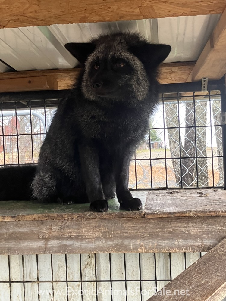 Fox Male Breeder for Sale