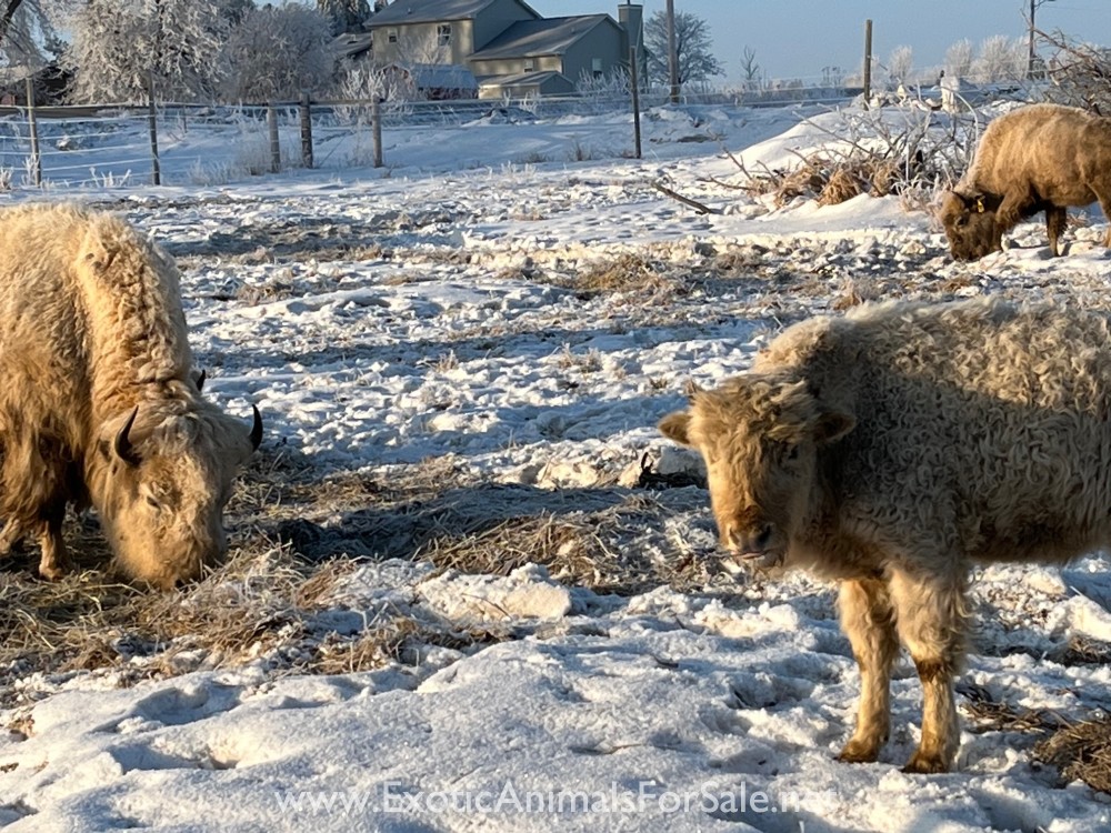 White Buffalo/ Bison miniature for Sale