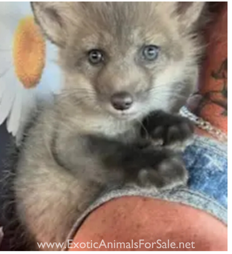 Fox kits for Sale