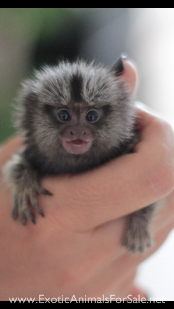 BABY MARMOSETS (AKA POCKET MONKEY AVAILABLE !!) FINANCING AVAILABLE ...