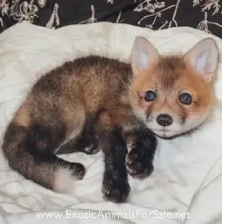 Fox kits(pups) for Sale