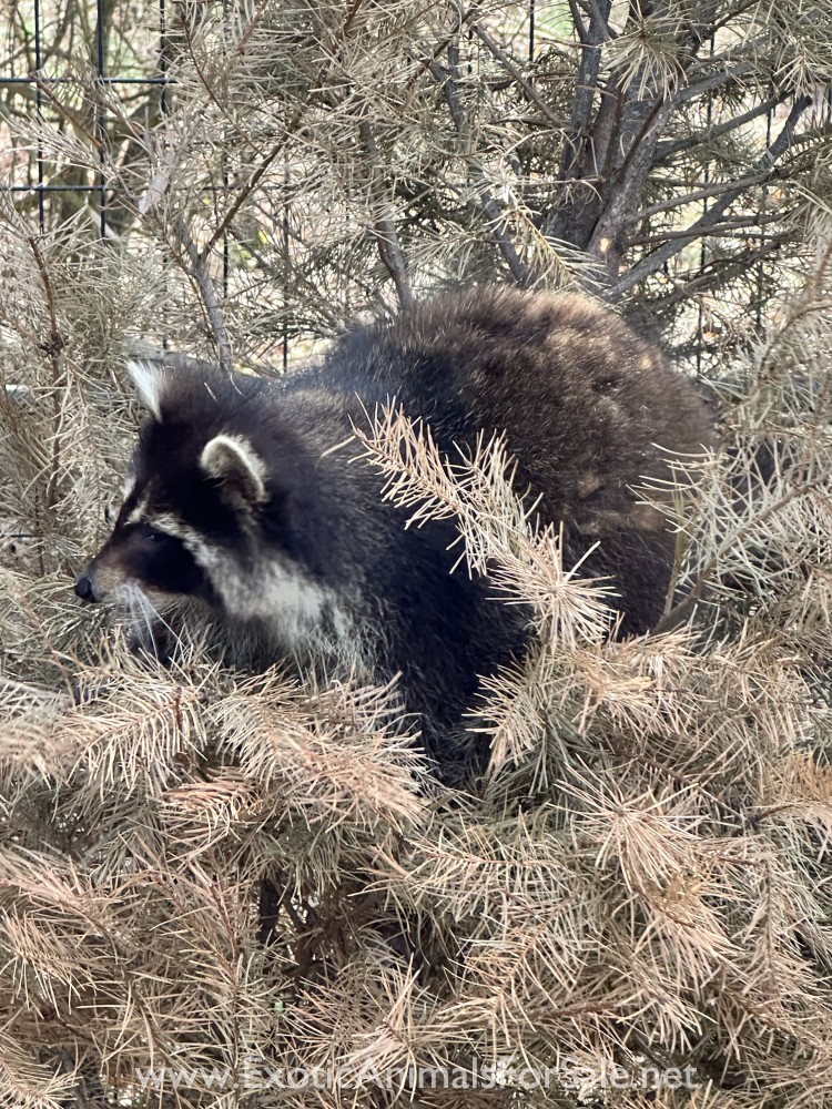 Female Black Raccoon age 2 for Sale