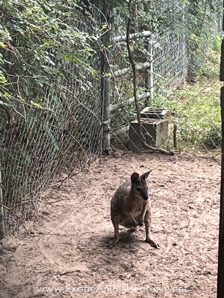 Dama wallaby’s for Sale