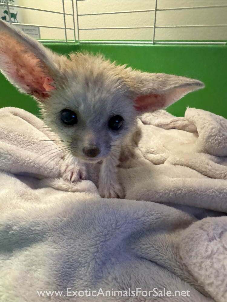 Tree Top Exotics Fennec Foxes Available for Sale