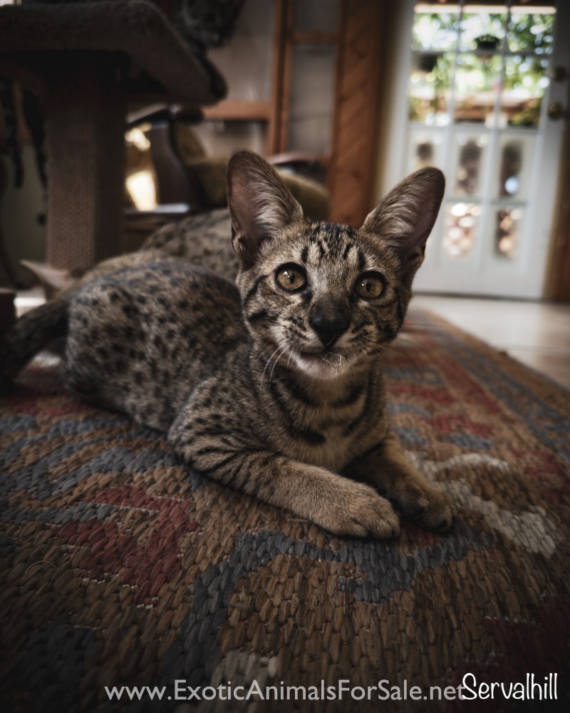 F4sbt Savannah Female for Sale