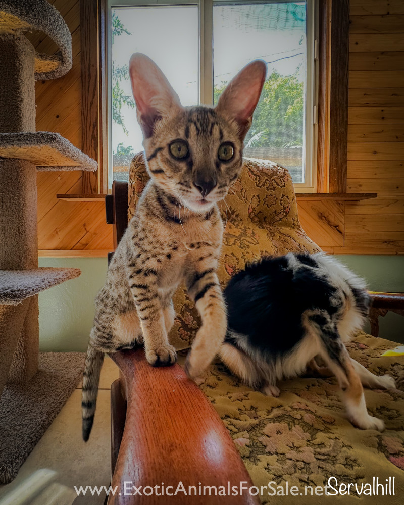 F4sbt Savannah Female for Sale