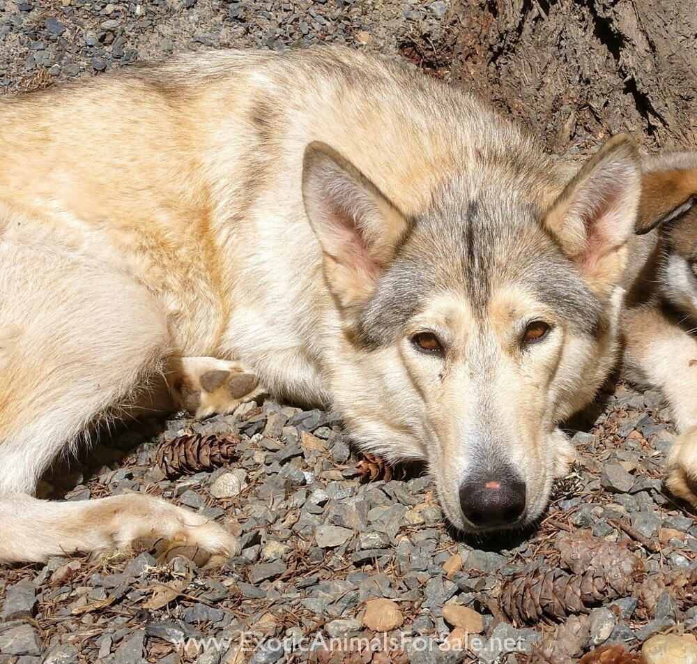 Last wolfdog Puppy Low Content Southern Oregon for Sale