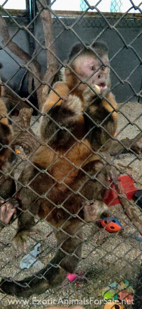 Intact male capuchin for Sale