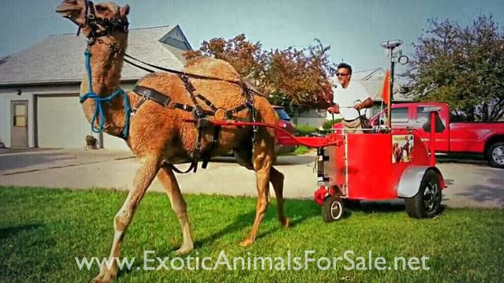 Camel ? Female that Rides and Drives - Custom Chariot all Equipment ...