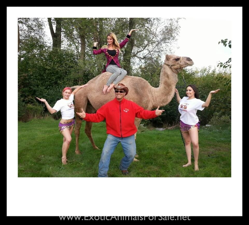 Camel ? Female that Rides and Drives - Custom Chariot all Equipment ...