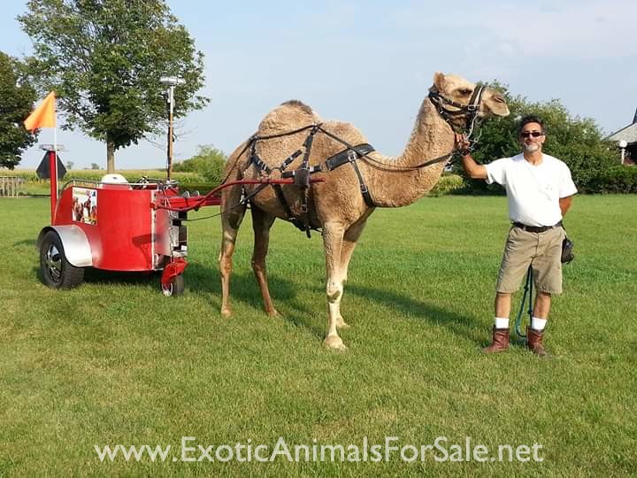 Camel ? Female that Rides and Drives - Custom Chariot all Equipment ...