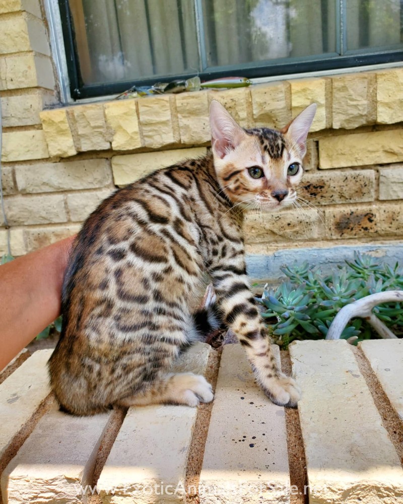 Shania female bengal kitten for Sale