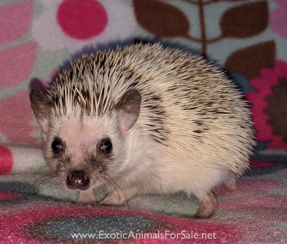 Hedgehogs!! Located in Oklahoma for Sale
