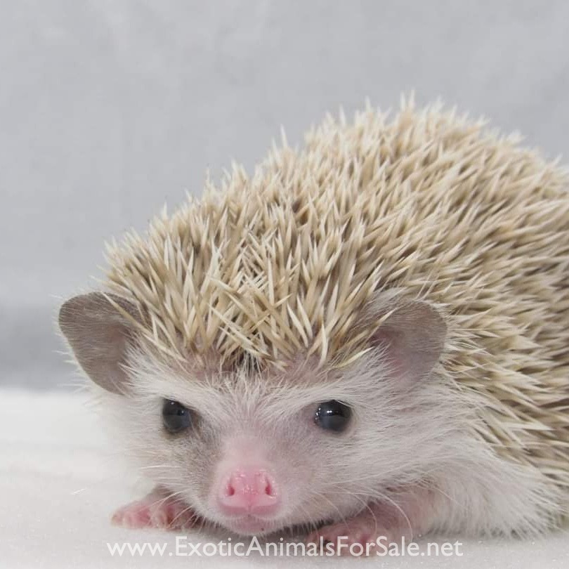 BABY HEDGEHOGS for Sale