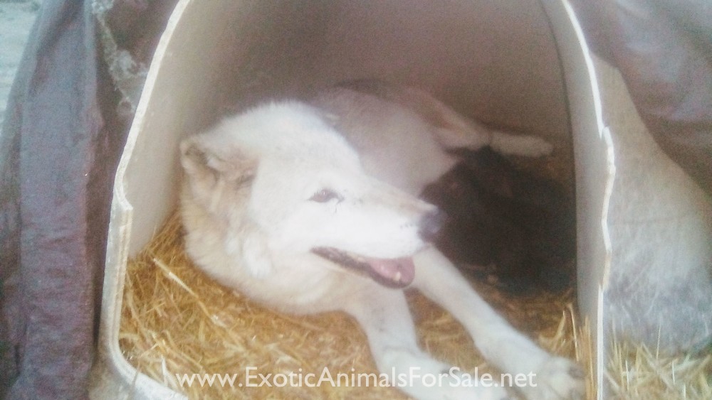 Beautiful WOLF HYBRID PUPS... for Sale