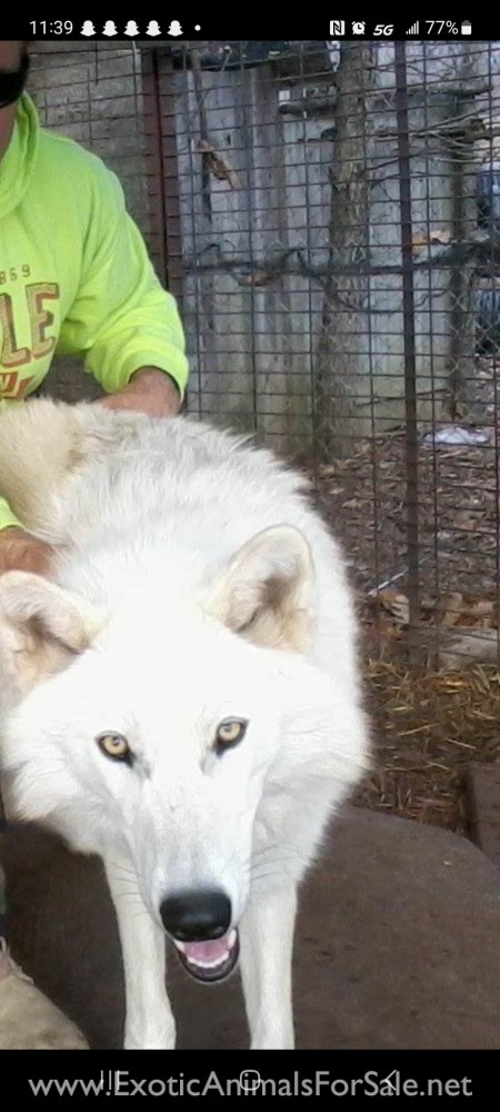 High content wolf hybrids for Sale