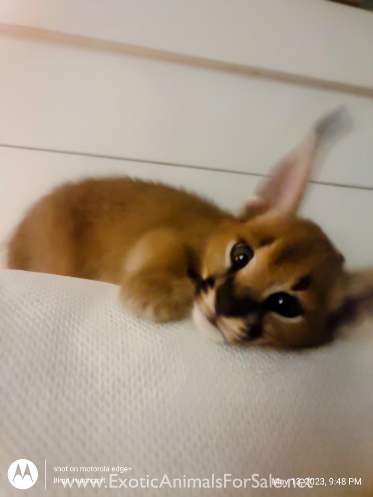 Caracal baby boy.Bottle raised with love in Florida for Sale
