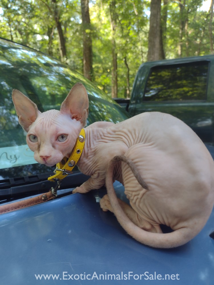 Serval sphynx for Sale