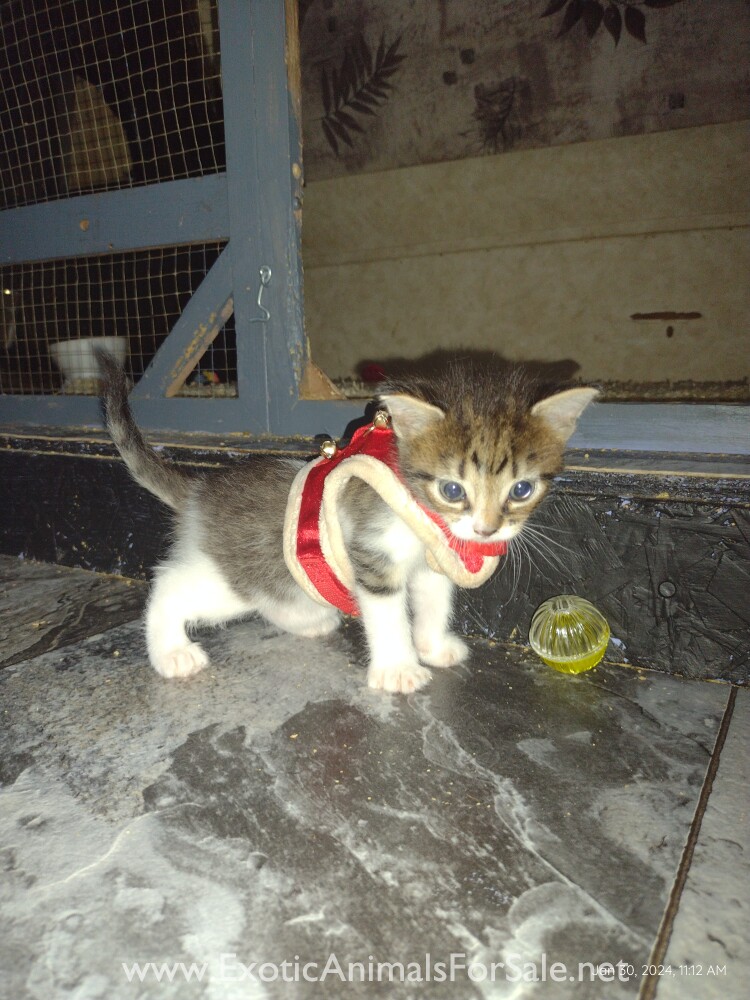 Unique jungle cat sphynx hybird for Sale