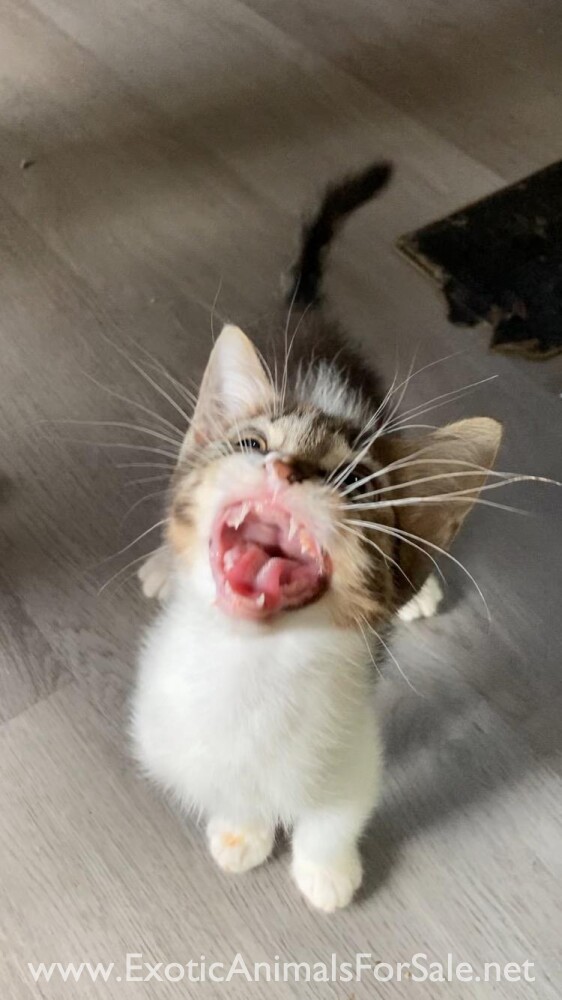 Jungle cat/ Sphynx hybird for Sale