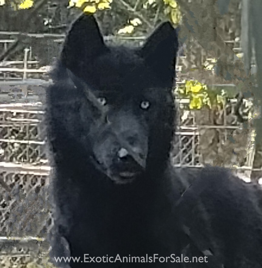 Howling Hickory Hollow for Sale