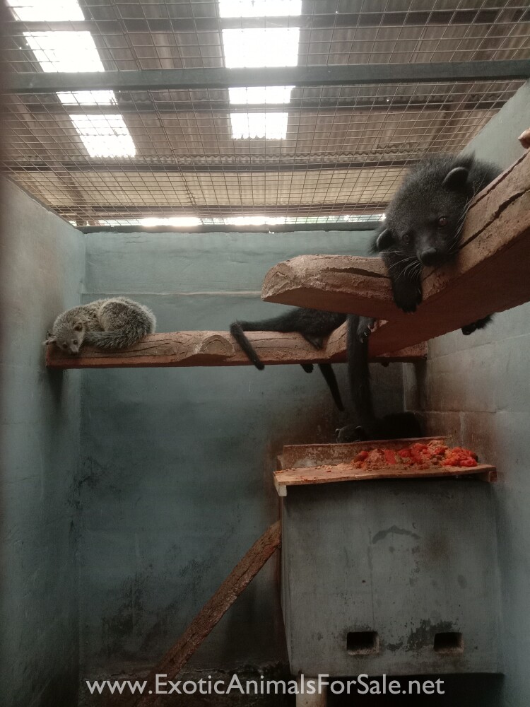 BINTURONG for Sale