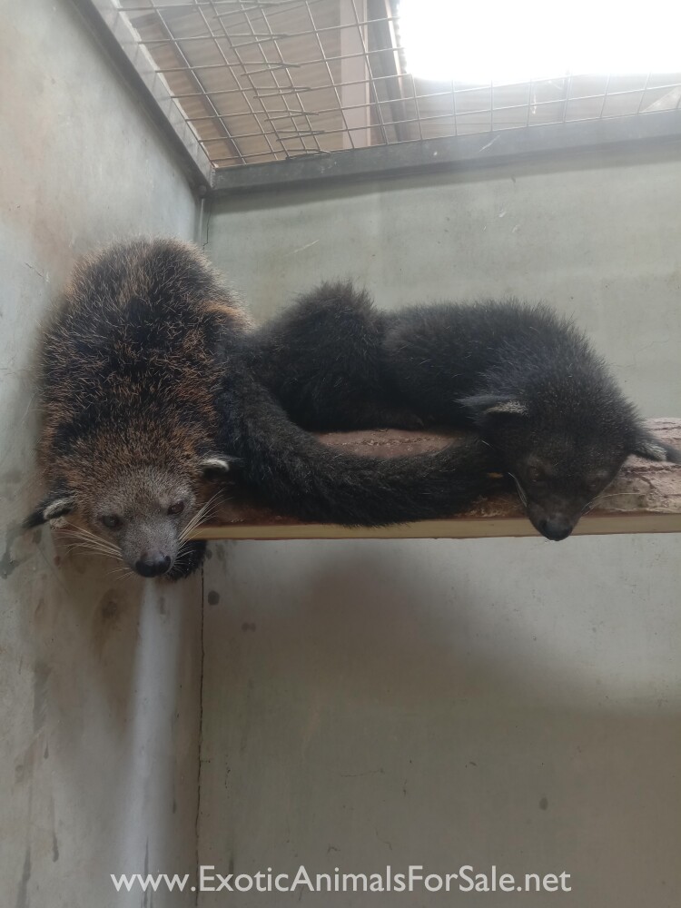 BINTURONG for Sale