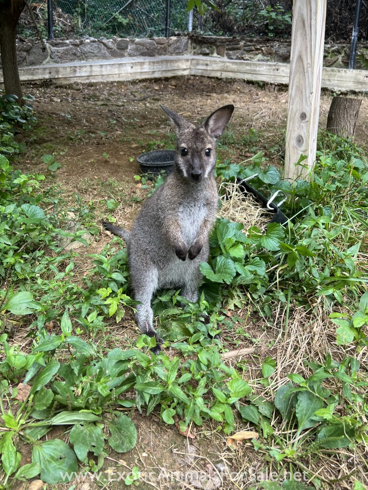 Male Wallabys for Sale