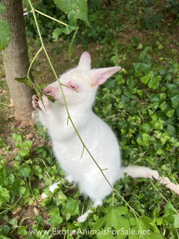 Male Wallabys for Sale