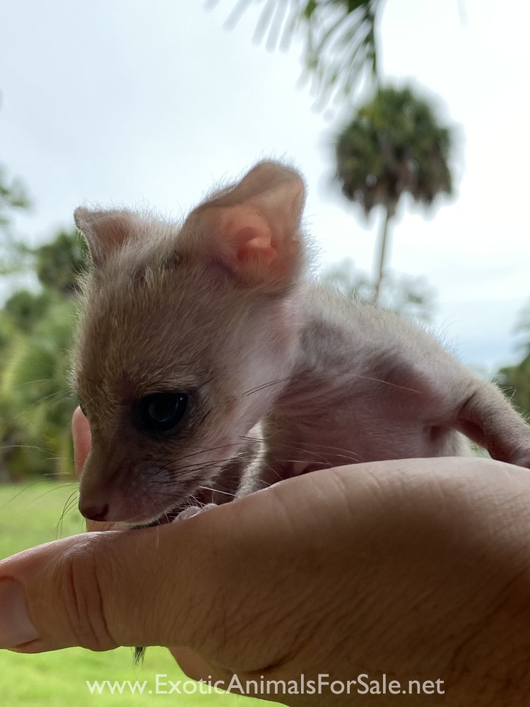 Pale Foxes Available for Sale