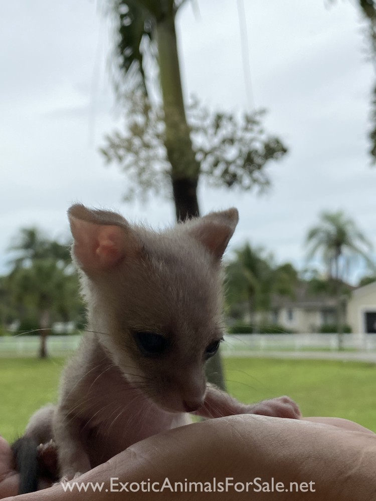 Pale Foxes Available for Sale