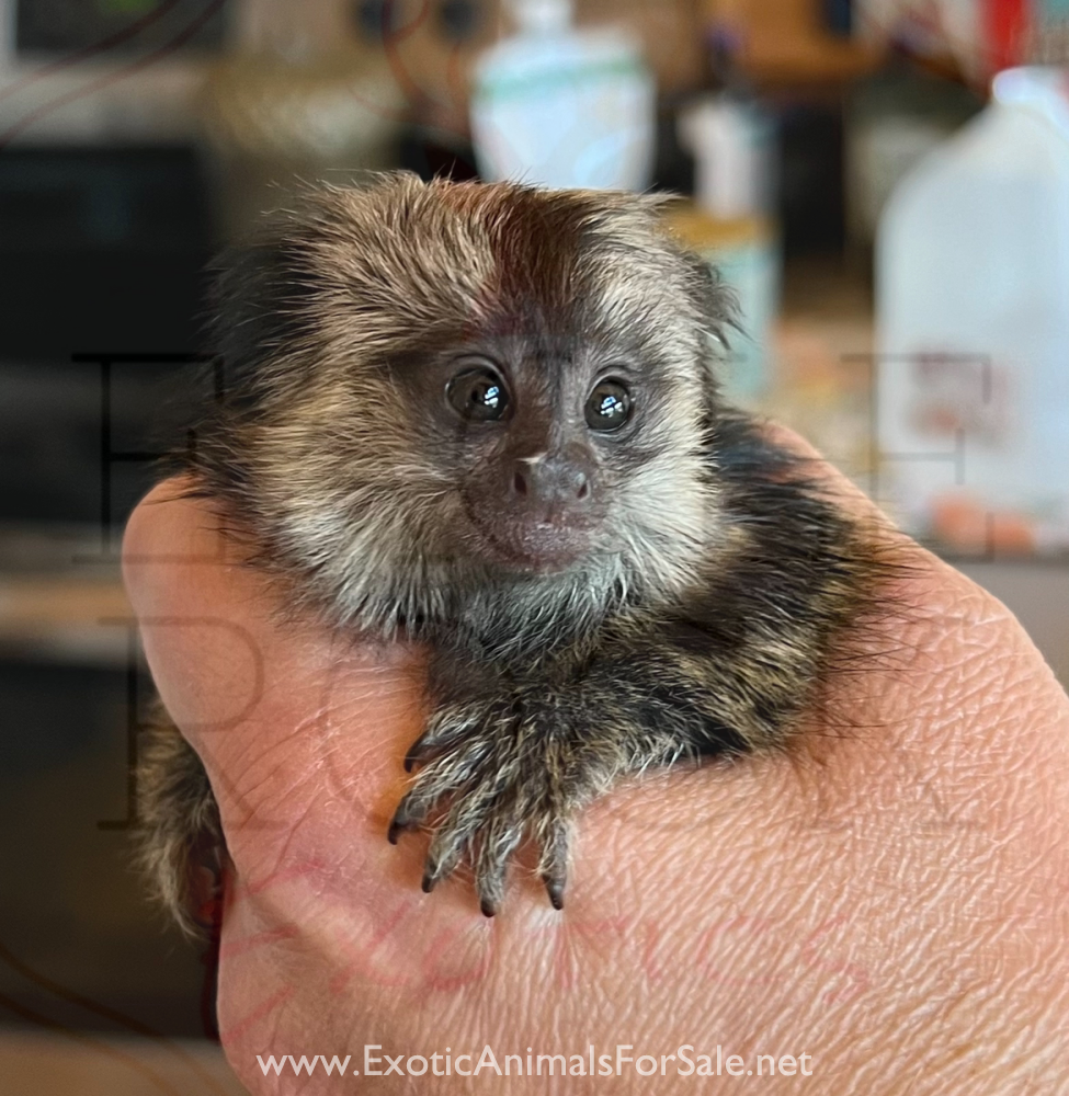 Baby Marmosets! for Sale