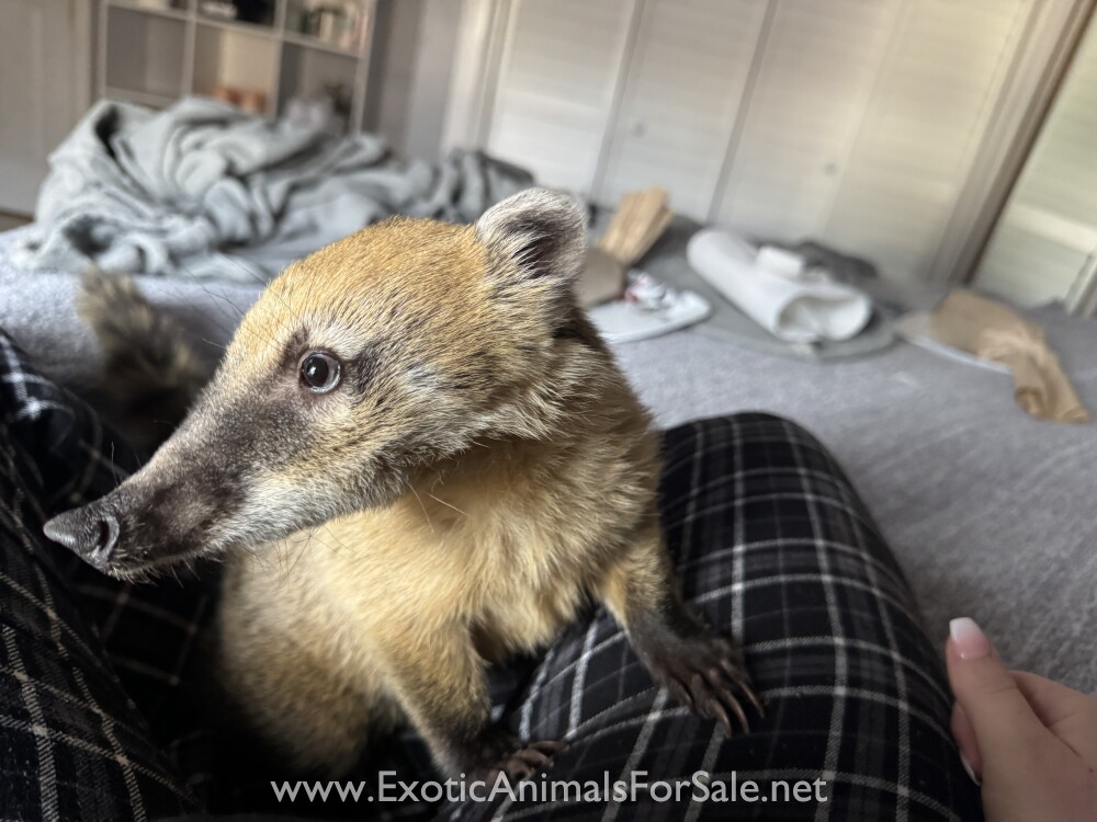 Coatimundi for Sale
