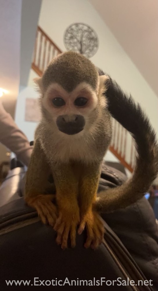 Male Squirrel Monkey for Sale