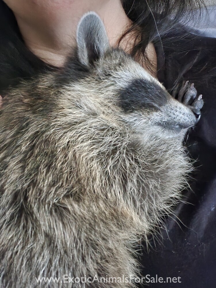 Raccoon kits for Sale