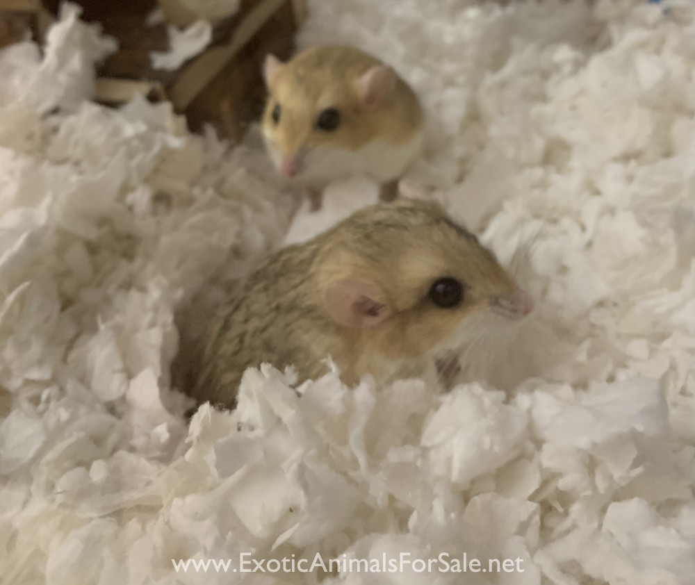 Fat-Tailed (Duprasi) Gerbils for Sale