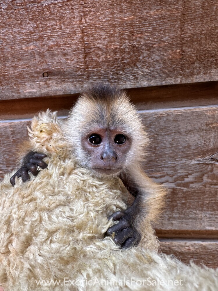 Wedgecap Capuchin babies for Sale