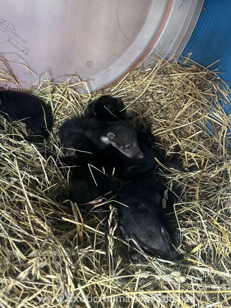 Mountain Coatimundi Babies Available for Adoption for Sale