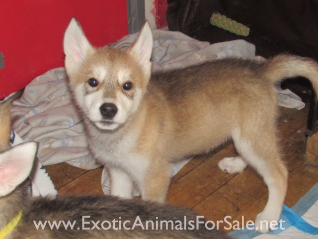 Wolf Hybrids For Sale for Sale