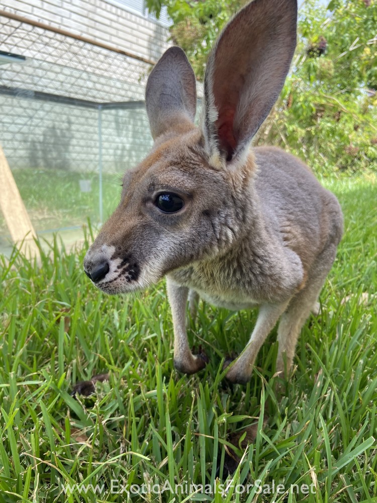 9 month Male Red Kangaroo for Sale